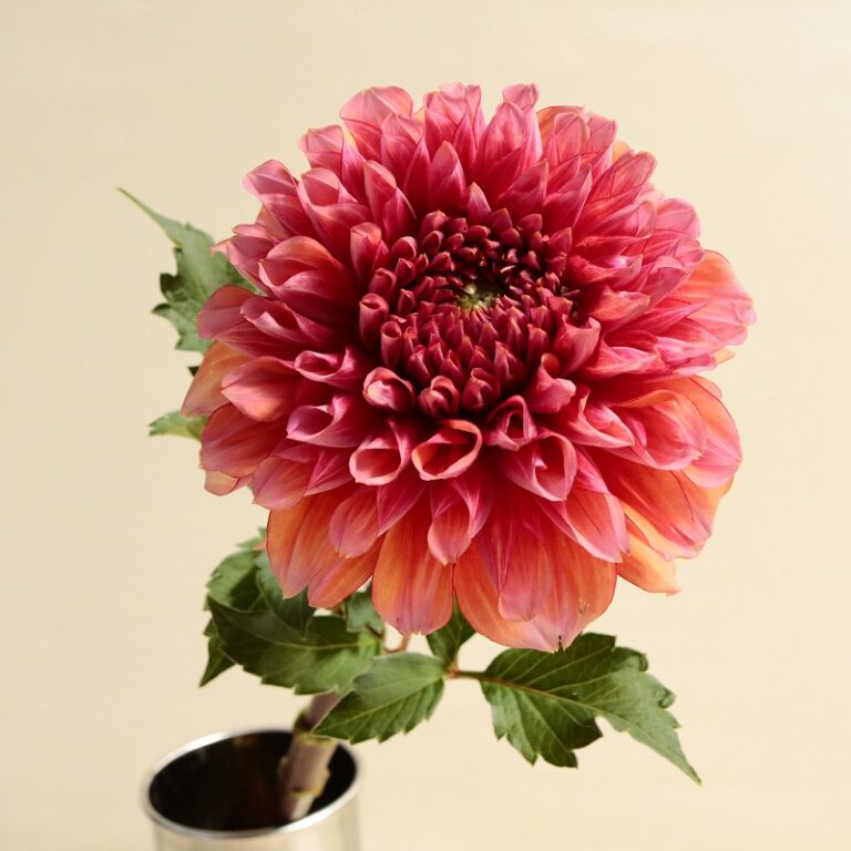 NAMAHAGEダリア選抜総選挙 2023 | 株式会社大田花き